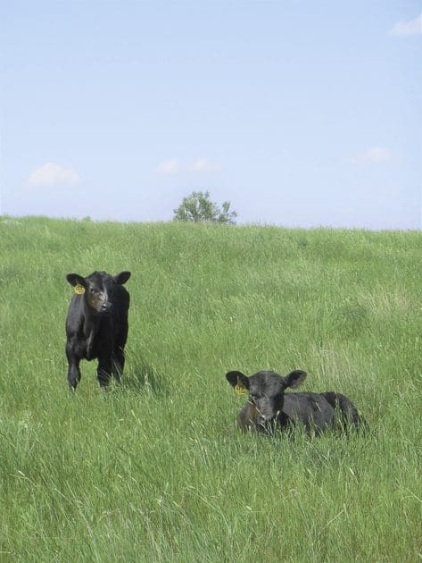 Methane Digesters: Miracle Technology or Discriminatory Evil? | Calf News