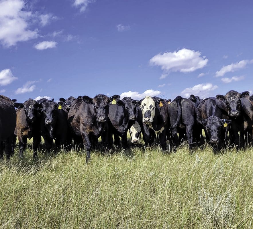 Ruminant Animals Finally Get a Break | Calf News