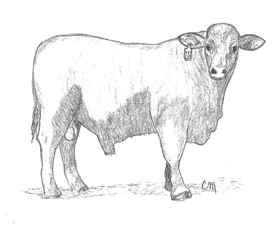 Where’re the Ladies? | Calf News