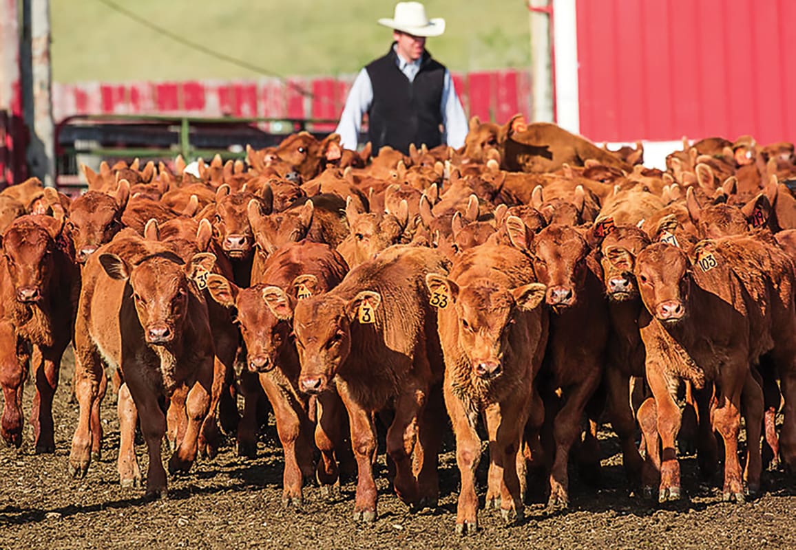 WILL YOUR CALVES BRING A PREMIUM? Getting Paid for Quality Cattle ...